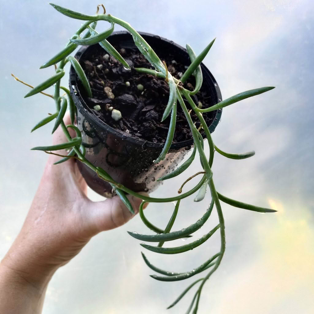 String of Fish Hooks | S | 10cm - The Little Things